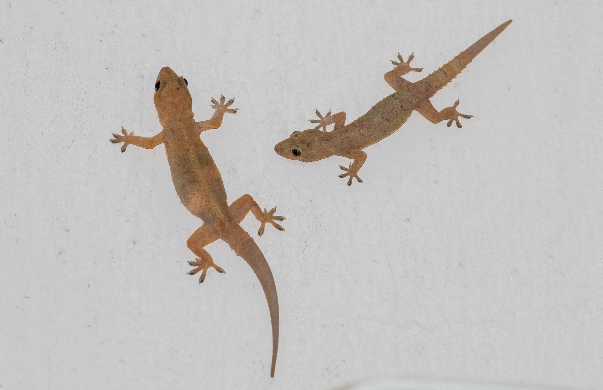 How To Get Rid Of Lizards At Home: 4 Simple Methods [+ FAQs]